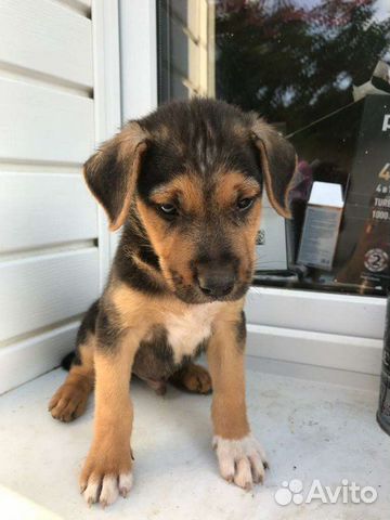 Щенки плюшевые