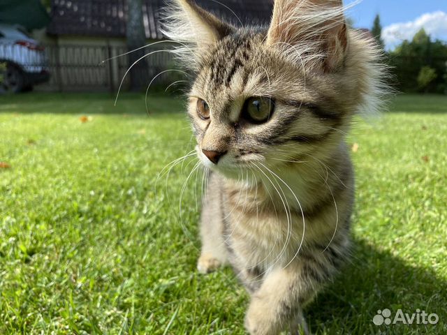 Кошка