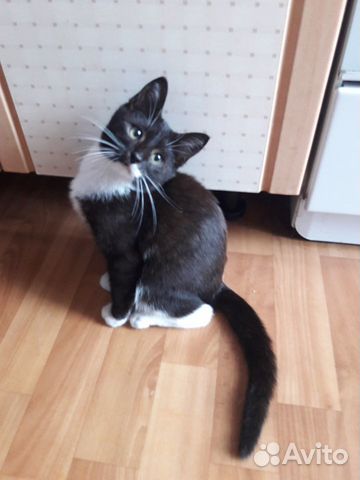 Ищет свою семью