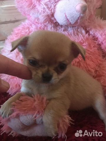 Супер Породистые Миники