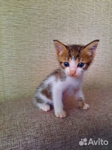 Котик с необычным окрасом