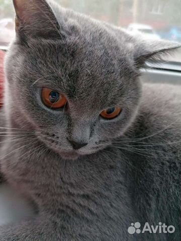 Британские котята