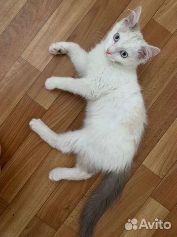 Котенок мальчик 3 месяца