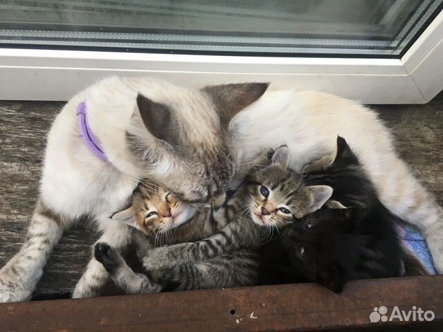 Отдадим котят в хорошие руки