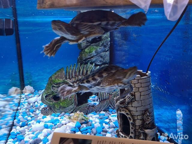 Красноухие черепахи