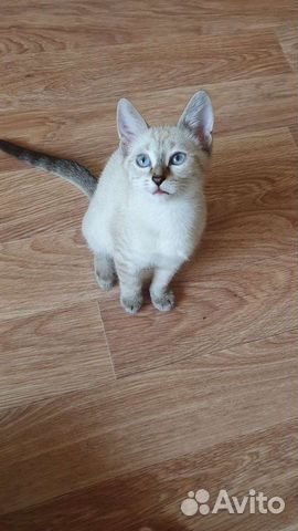 Котенок в добрые руки