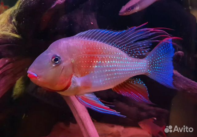 Aкарихтис хеккеля