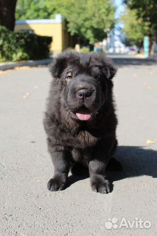 Собаки