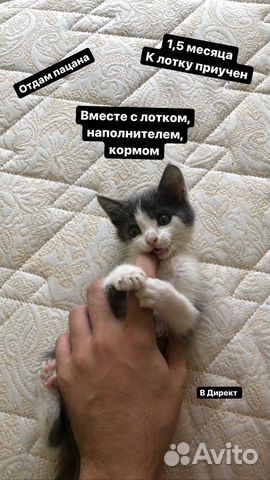 Отдам кота в добрые руки