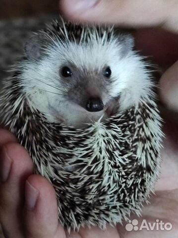 Карликовый африканский ежик