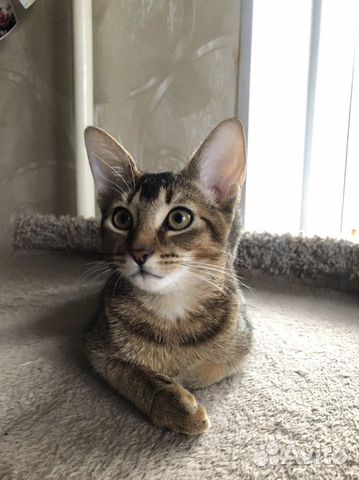 Абиссинский котенок (кошка)