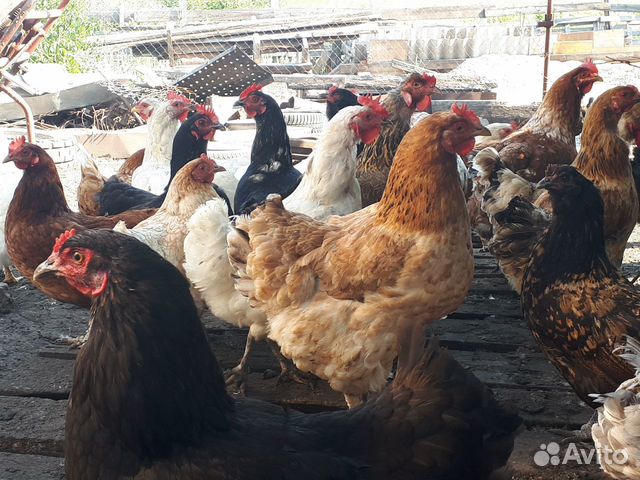 Куры несушки продам
