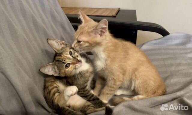 Котенок в добрые руки