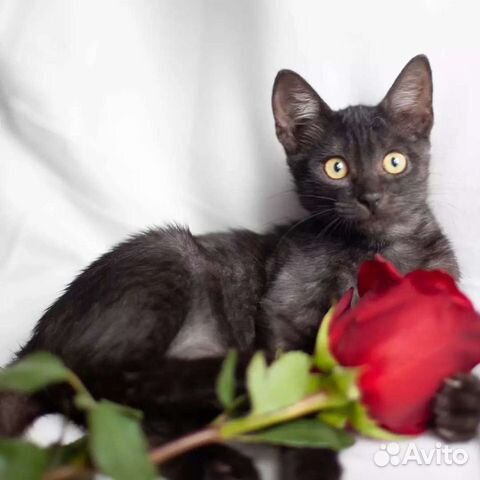 Котята в добрые руки бесплатно