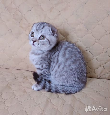 Шотландский вислоухий котик