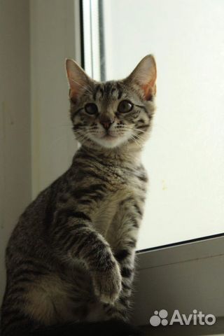 Идеальный котенок