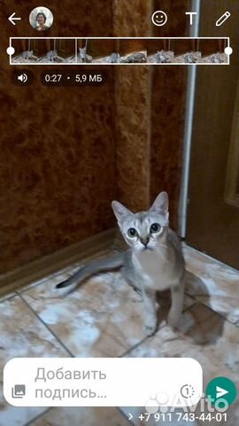 Кошечка сингапура 7 мес