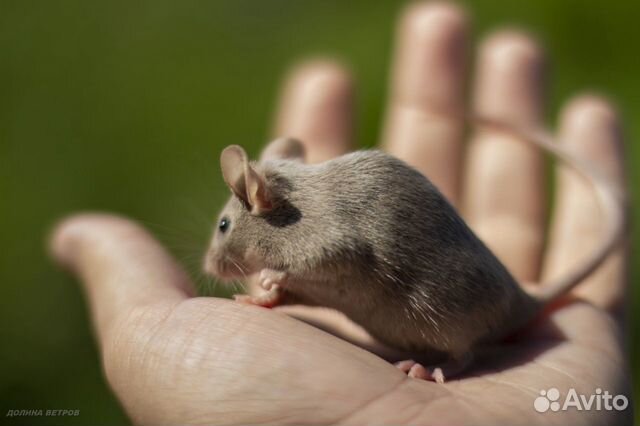 Серая мышка декоративная девочка