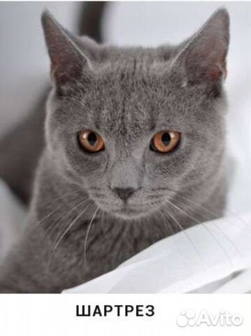 Кошечка шартрез