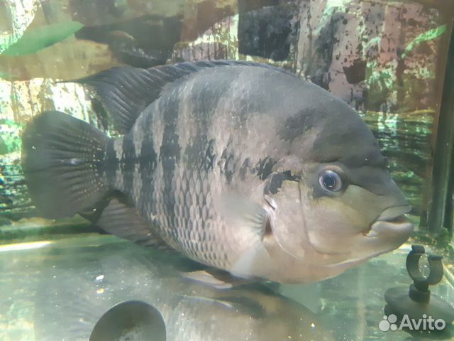 Фловер хорн