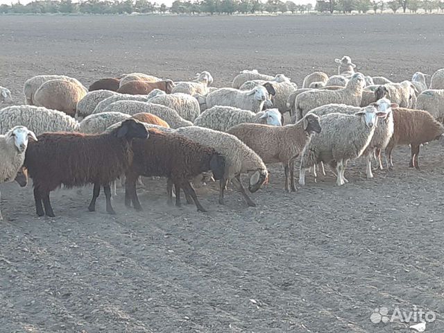 Ягнята ярки