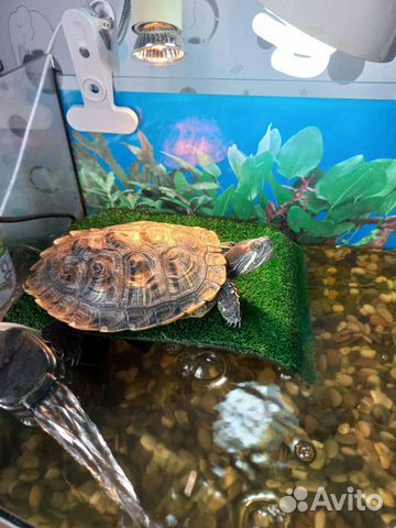 Красноухая черепаха с аквариумом
