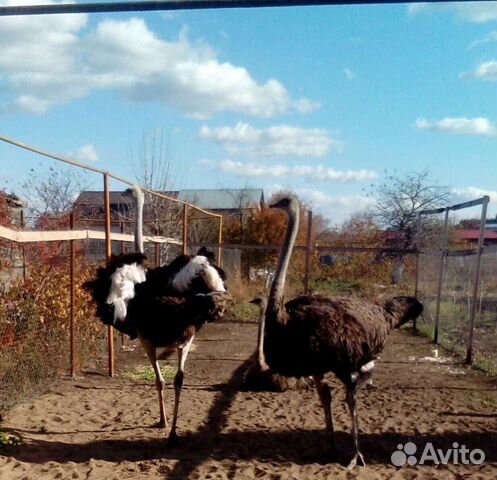 Страусы семья