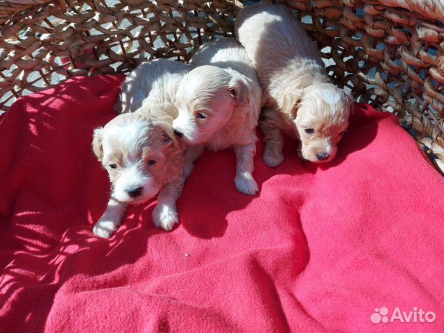 Мальтипу f1 мини карамельки