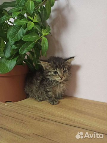 Котята