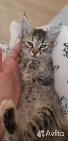 Котенок в добрые руки