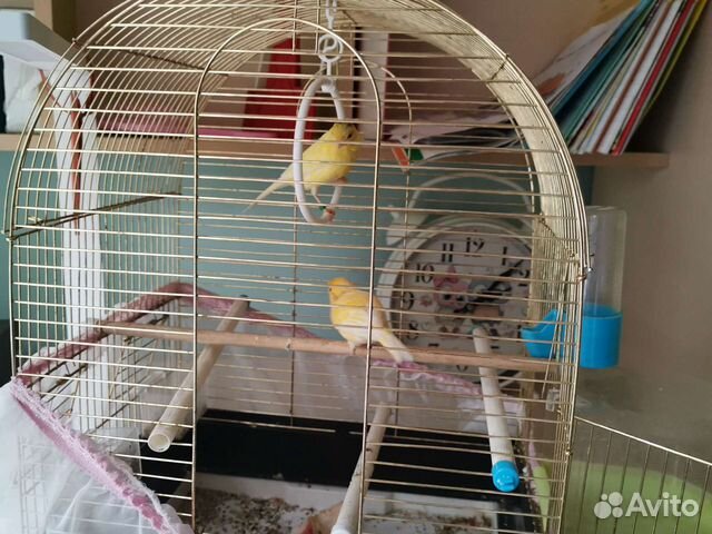 Продам 2 канареек и 2 клетки