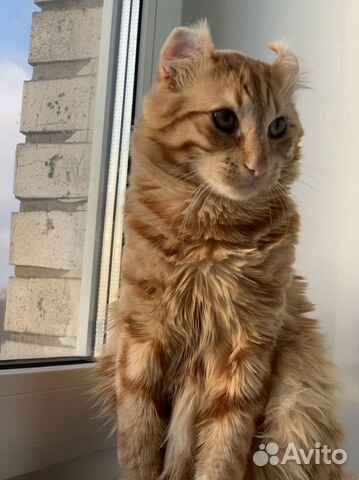 Американский кёрл