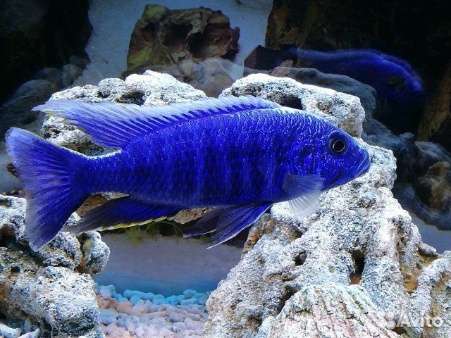 Большая Цихлида Василёк, Хаплохромис васильковый