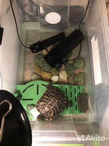 Красноухая черепаха