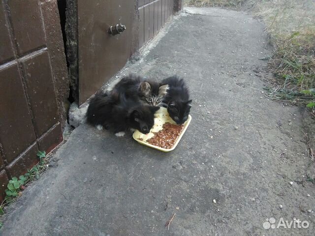 Котята сиротки