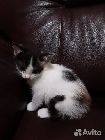 Котята бесплатно