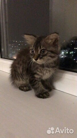 Котенок - малышка