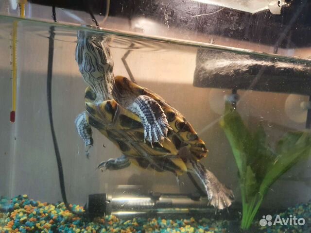 Красноухая черепаха с аквариумом