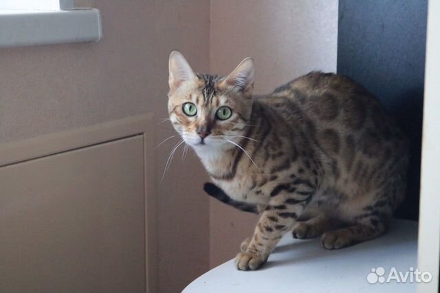 Бенгальская кошка