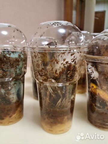 Муха дрозофила