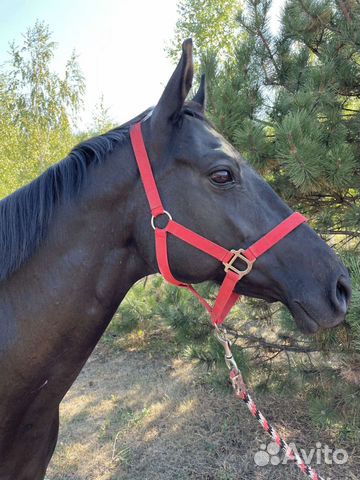Продаю тракененскую кобылу