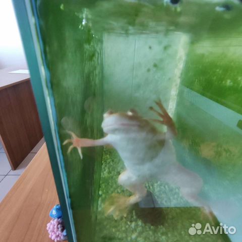 Лягушка