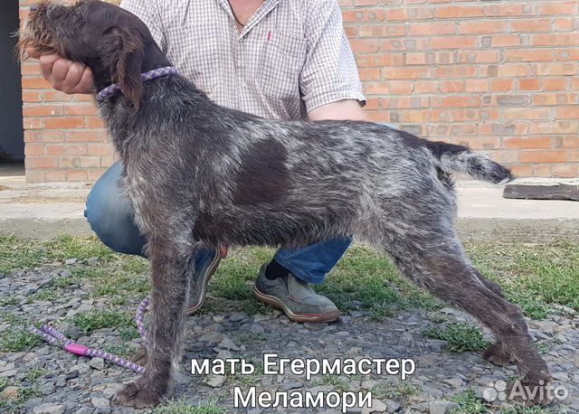 Продаются щенки дратхаара