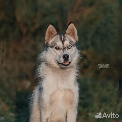 Бинго из приюта