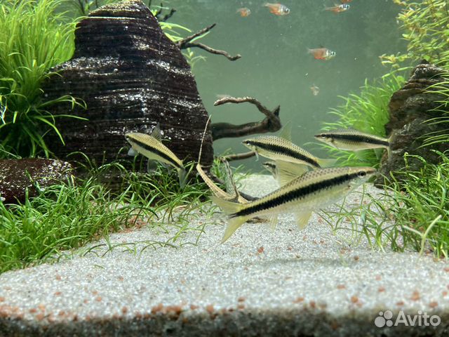 Водорослеед