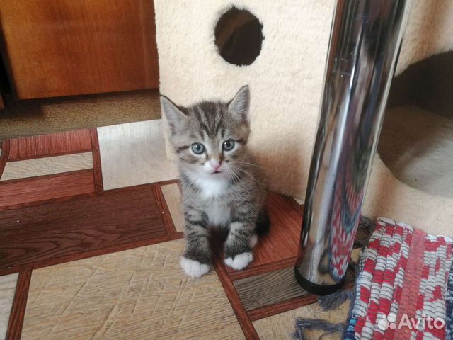 Котята от британки