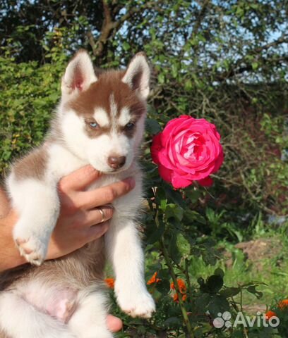 Шоколадный, голубоглазый щенок хаски