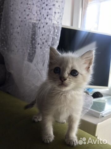 Маленькая белая кошечка ищет дом