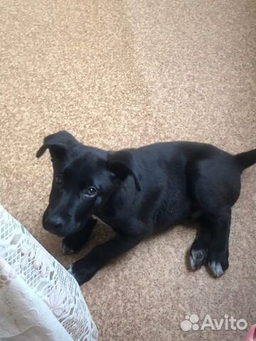 Лабрадор продам