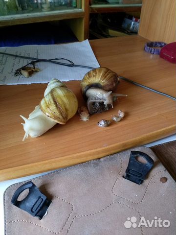 Улитки ахатины фулика